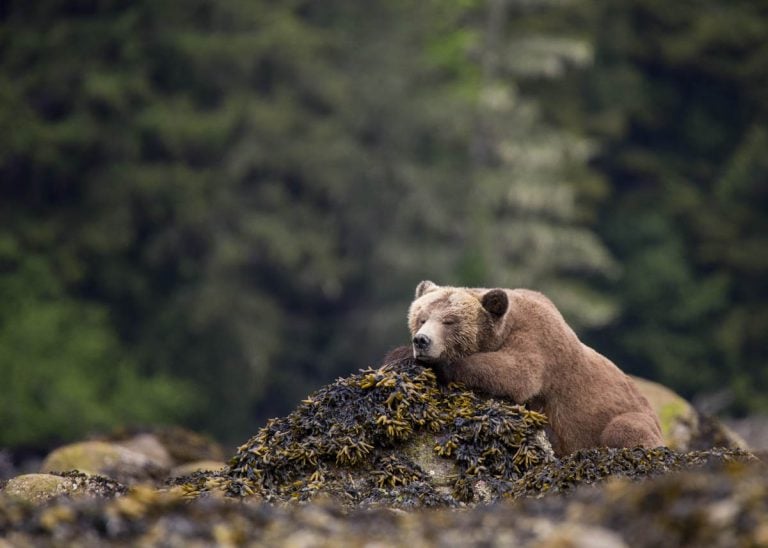 11 photos of dozing animals that speak to your sleepy soul | Canadian ...