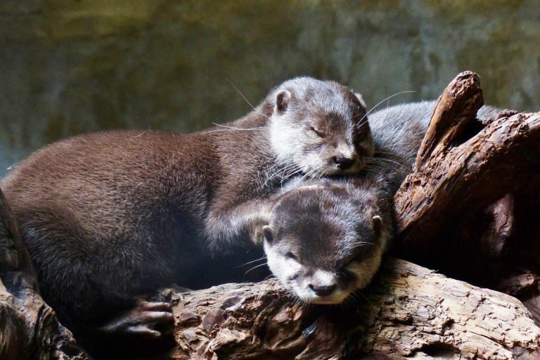 11 photos of dozing animals that speak to your sleepy soul | Canadian ...