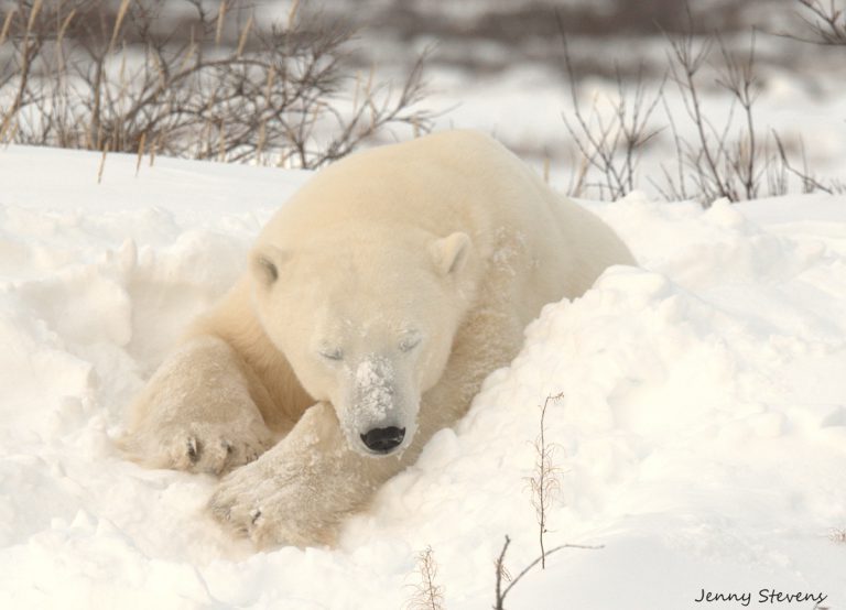 11 photos of dozing animals that speak to your sleepy soul | Canadian ...