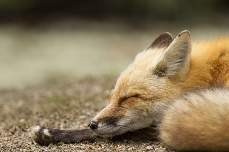 11 photos of dozing animals that speak to your sleepy soul | Canadian ...