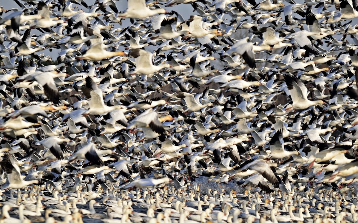 Managing an Arctic snow goose surge | Canadian Geographic