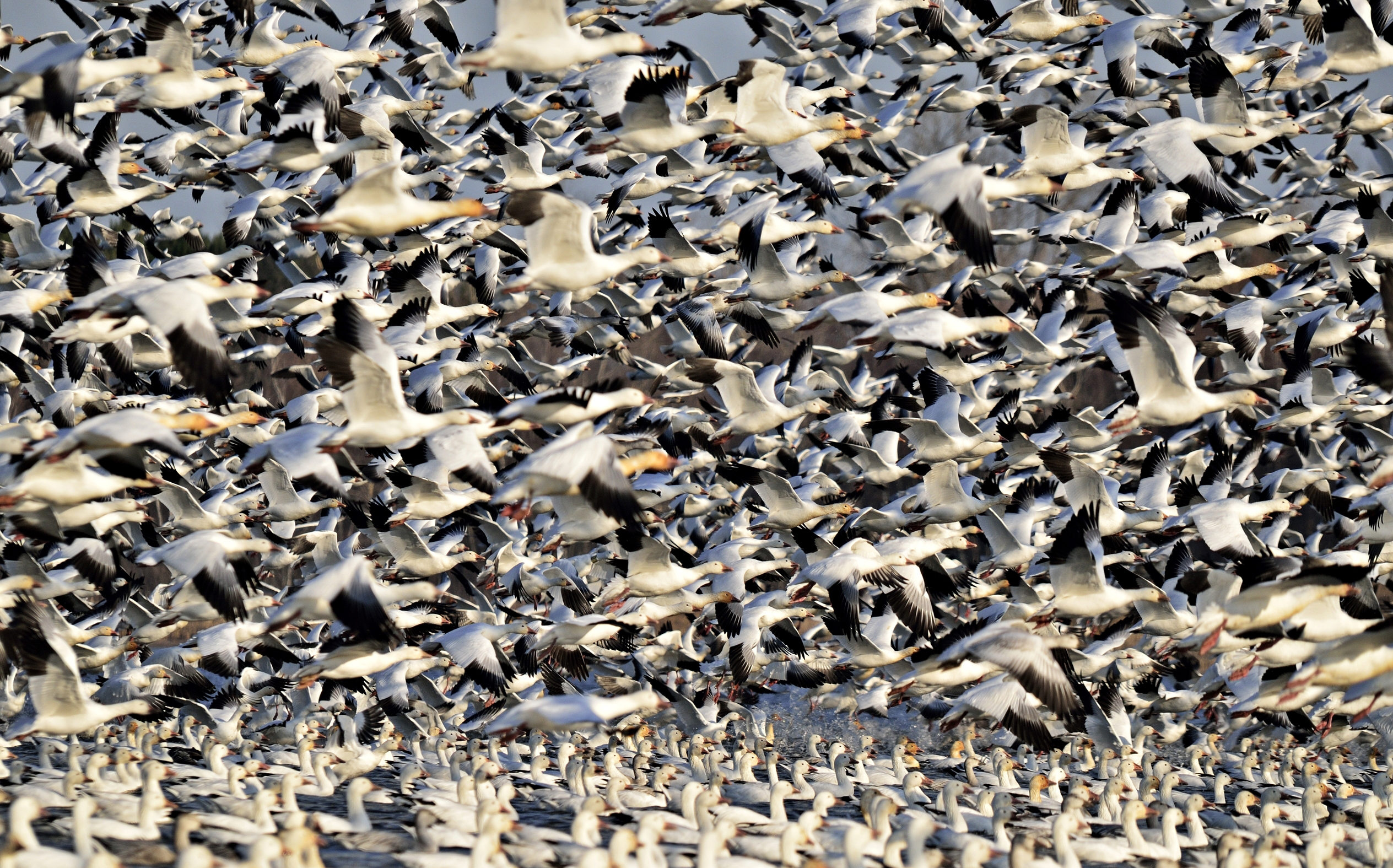 Managing an Arctic snow goose surge | Canadian Geographic