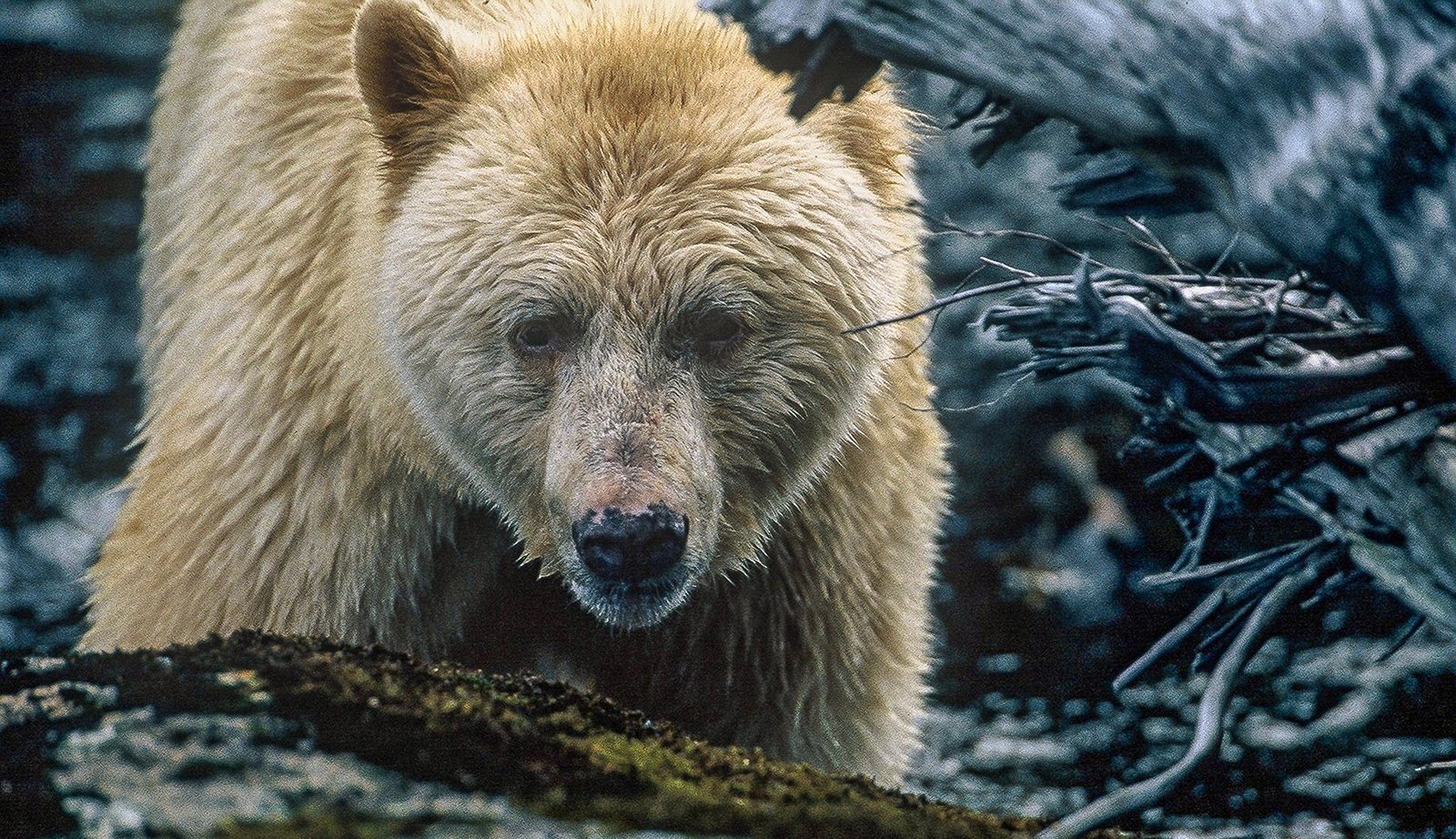 Speaking up for the spirit bears | Canadian Geographic