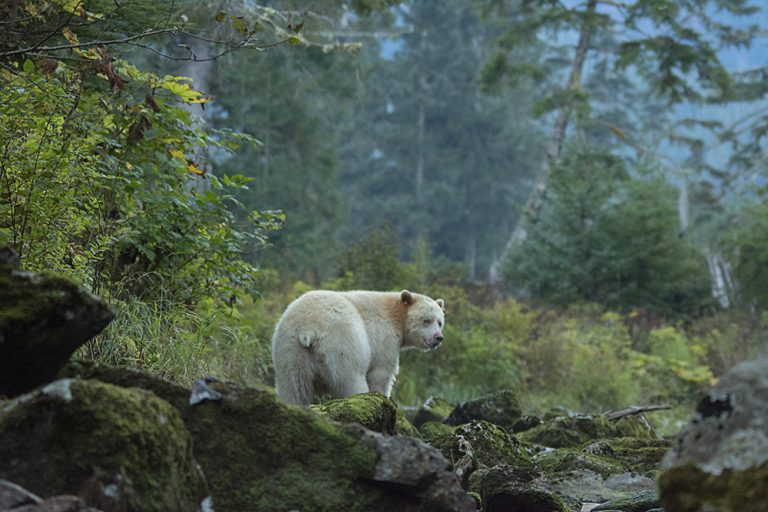 11 amazing facts about Canada’s bear species | Canadian Geographic