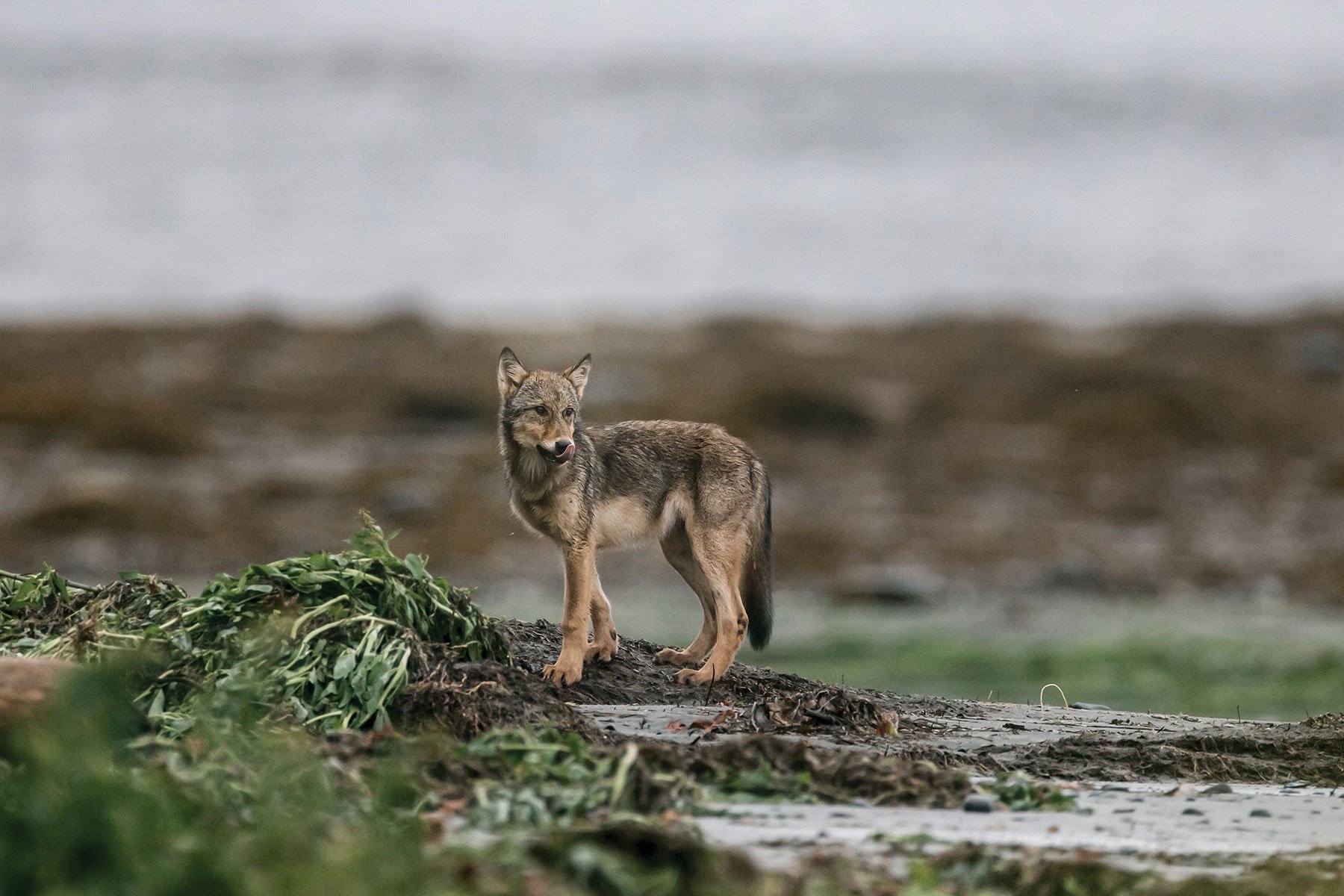 The amazing sea wolves of the Great Bear Rainforest | Canadian Geographic