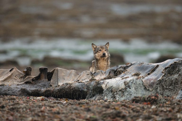 The amazing sea wolves of the Great Bear Rainforest | Canadian Geographic
