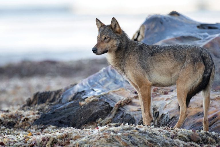 The amazing sea wolves of the Great Bear Rainforest | Canadian Geographic