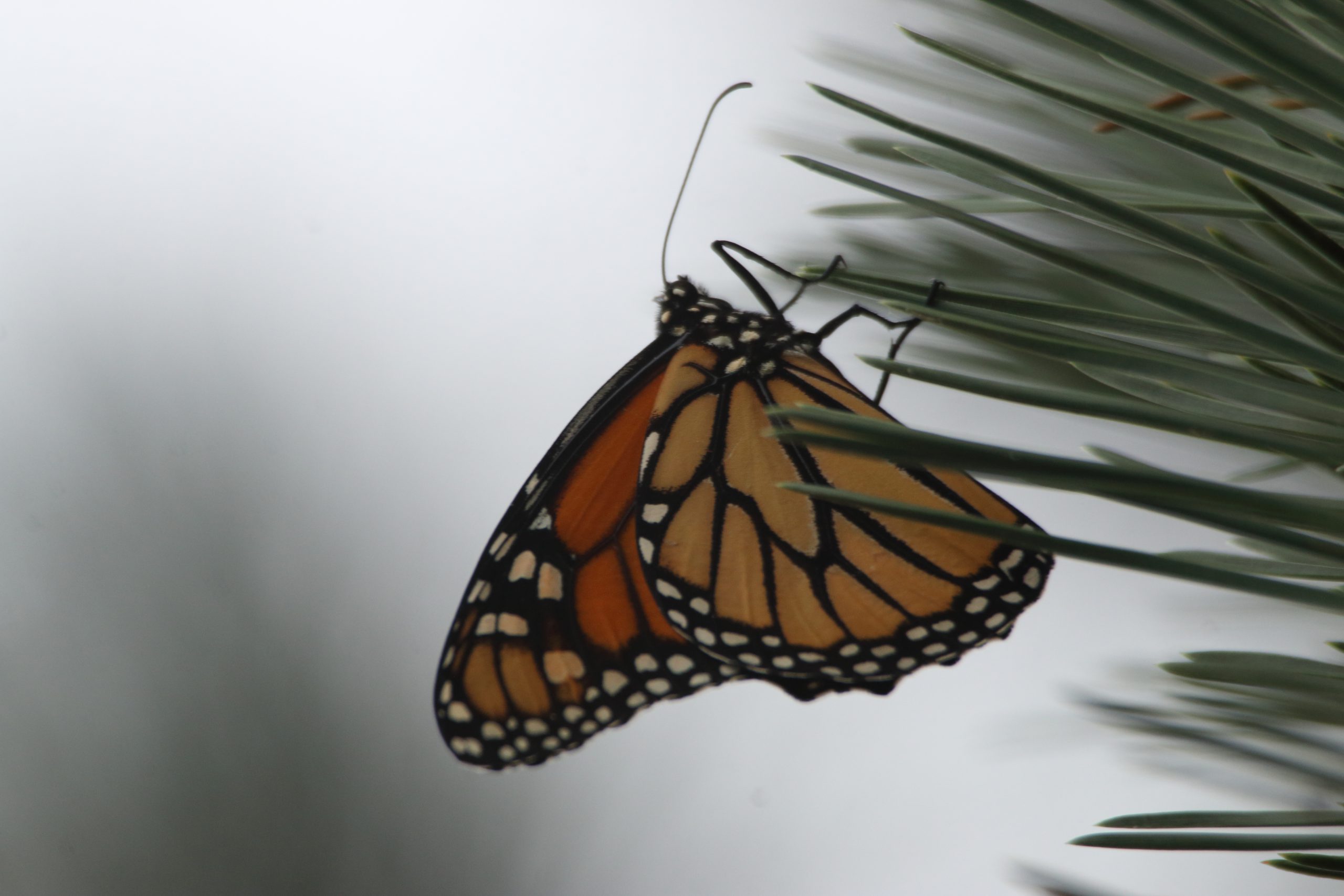 10 photos of monarch butterflies from the Can Geo Photo Club | Canadian ...