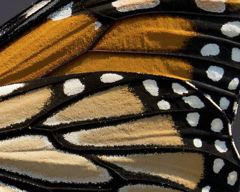 10 photos of monarch butterflies from the Can Geo Photo Club | Canadian ...