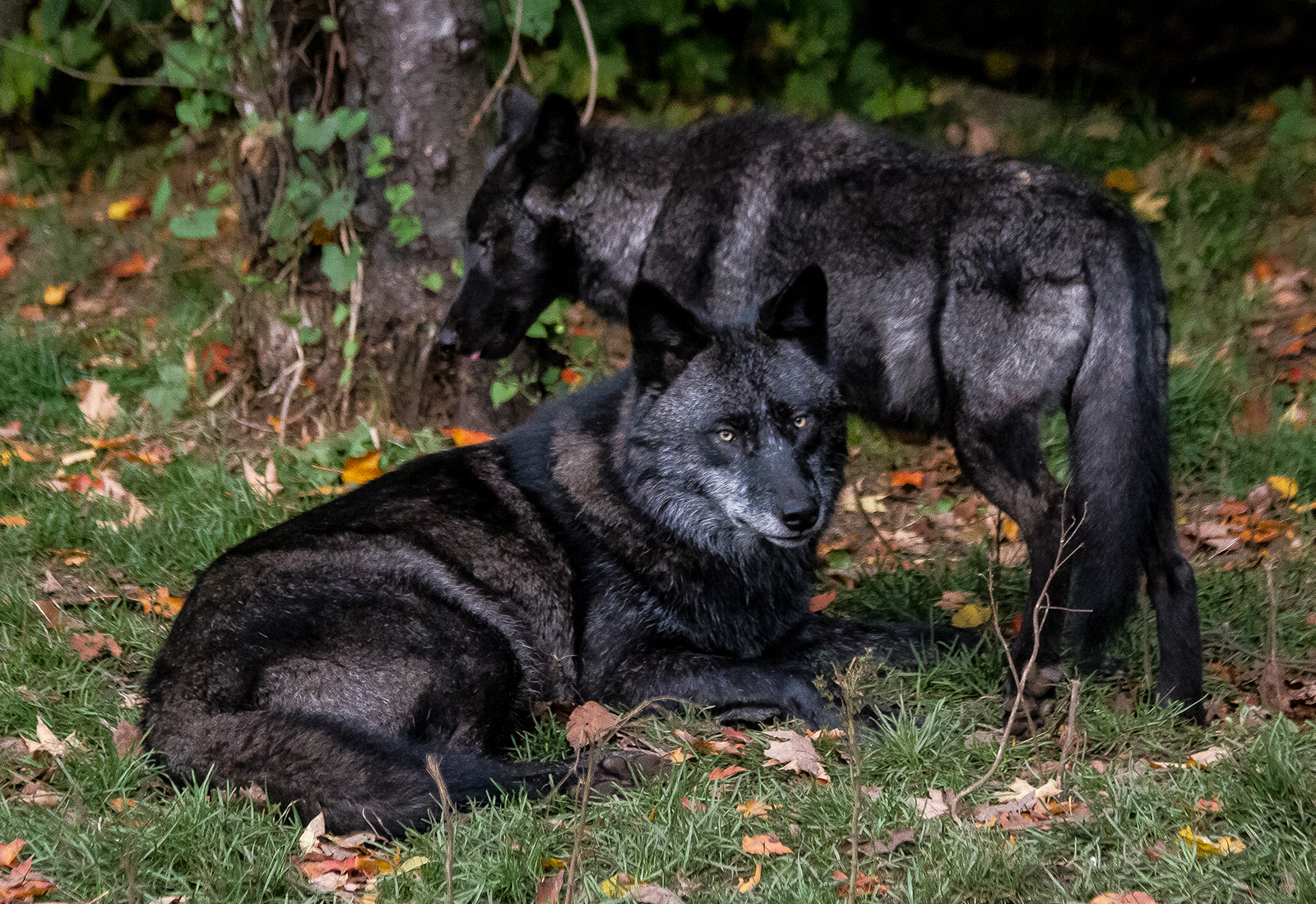 The big bad wolf? | Canadian Geographic