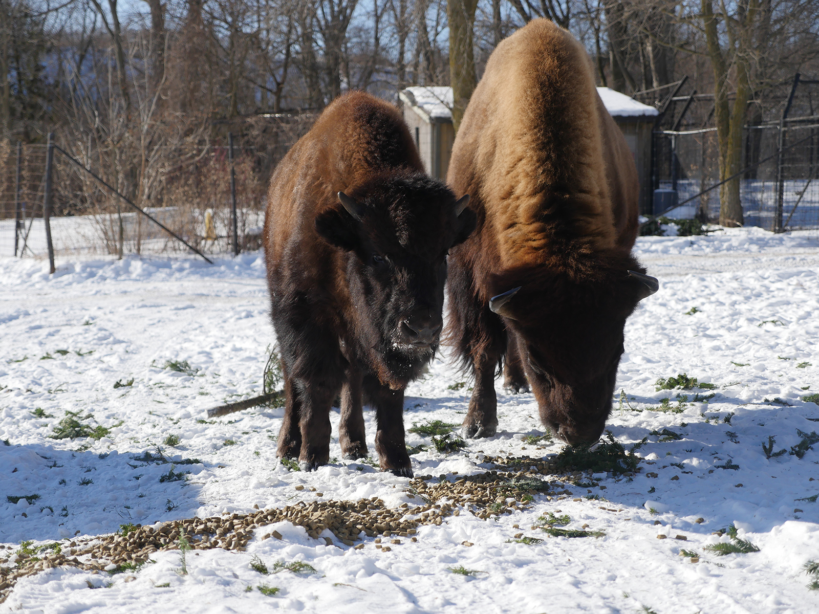 Inside the Toronto Zoo’s bison breakthrough | Canadian Geographic