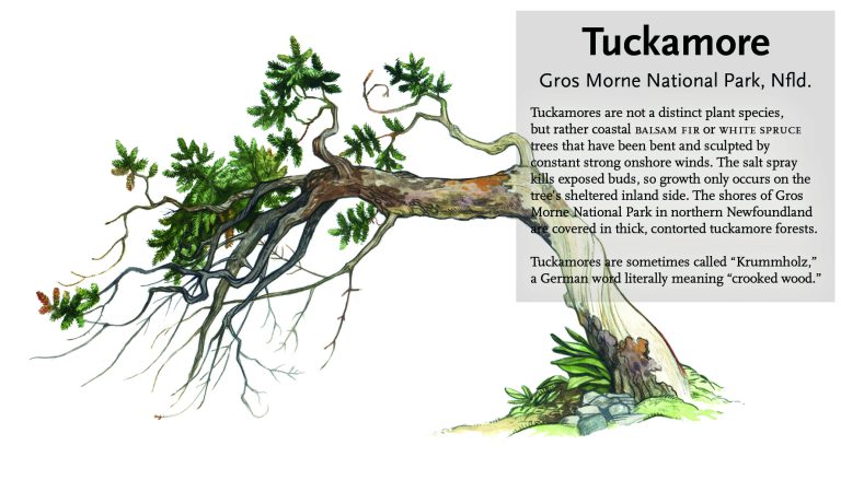 Seven iconic Canadian trees | Canadian Geographic