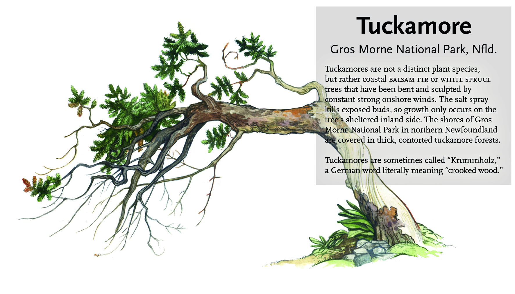 Seven iconic Canadian trees | Canadian Geographic