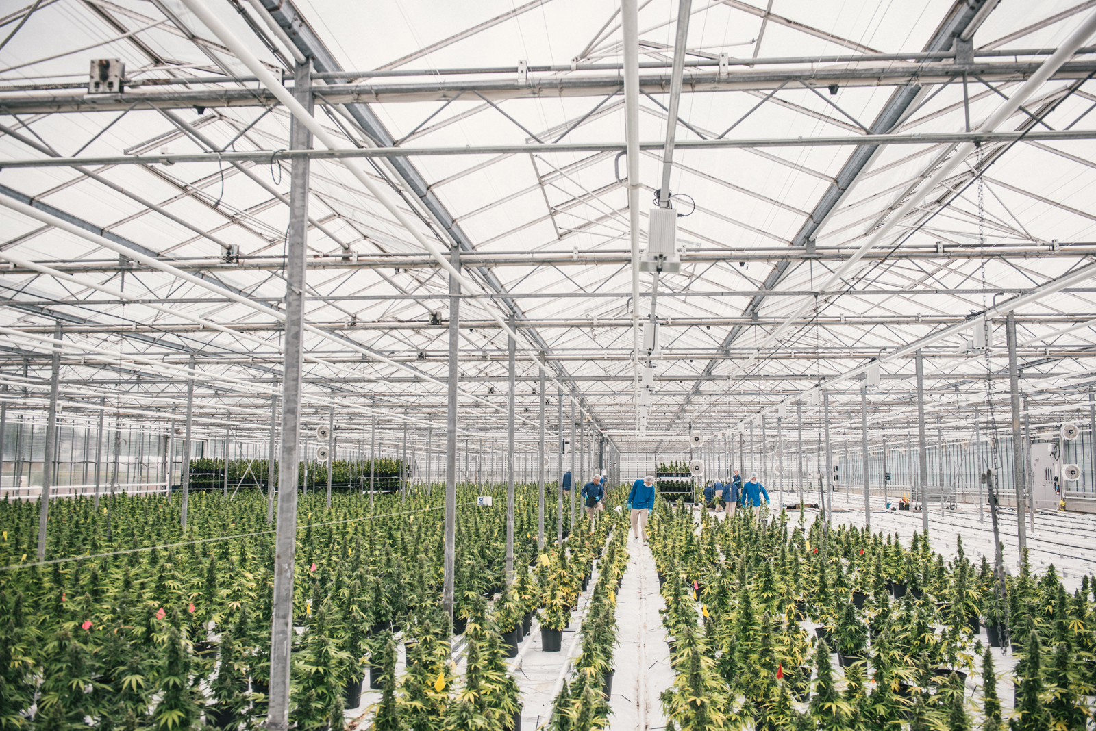 Photos: Inside a medical marijuana grow operation | Canadian Geographic