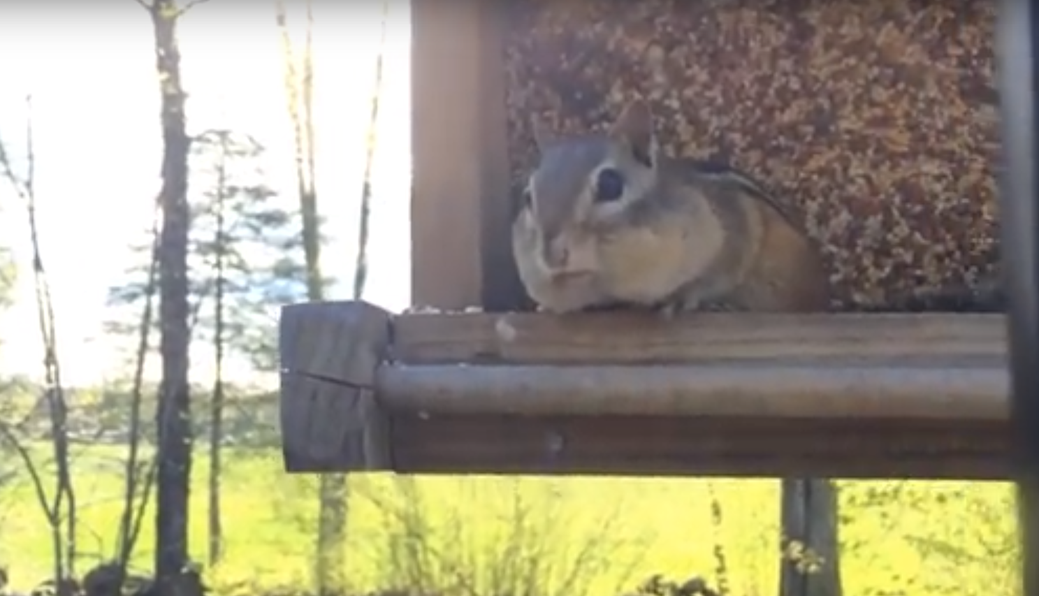 Video of the Week: Chipmunk has priceless reaction to being caught at ...
