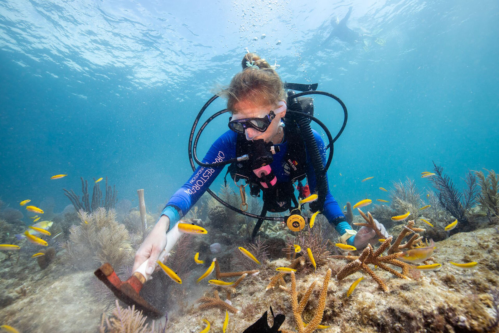 Canadians helping save coral | Canadian Geographic