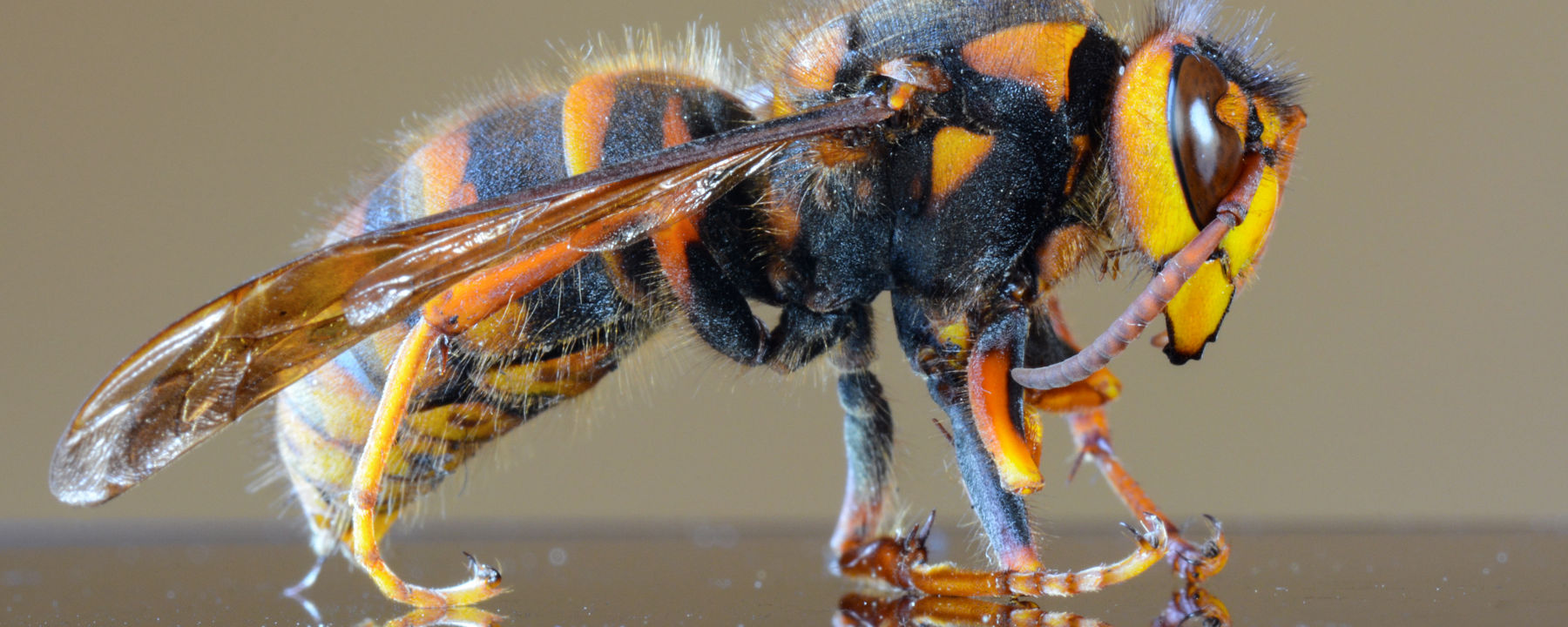 ‘Murder hornets’ spotted in B.C., pose threat to honey bees | Canadian ...