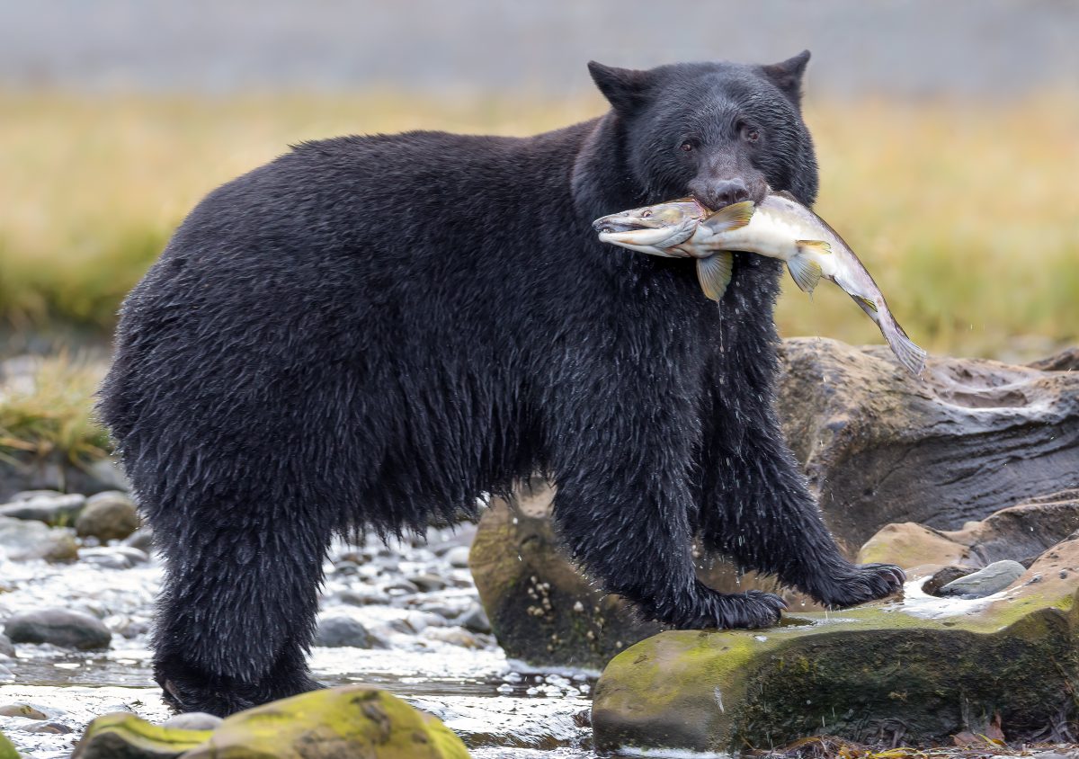 Software developers and conservation biologists team up to develop a ...