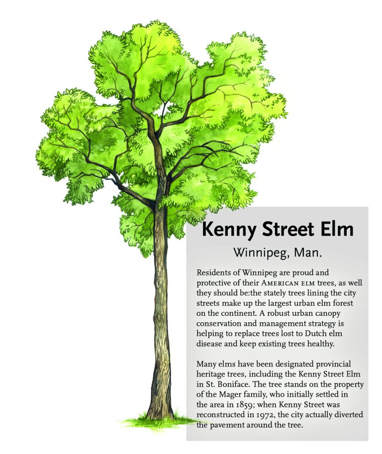 Seven iconic Canadian trees | Canadian Geographic