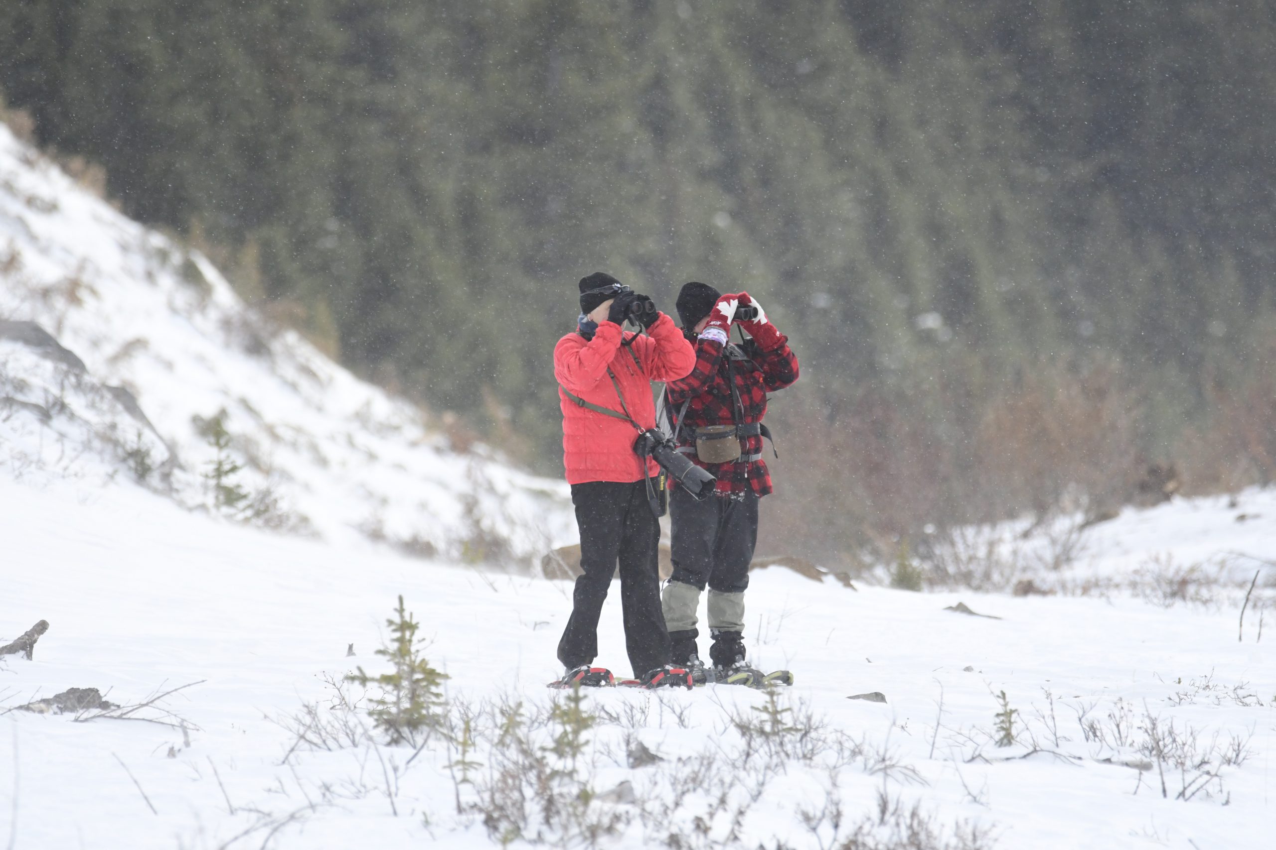 Embracing winter through birding | Canadian Geographic