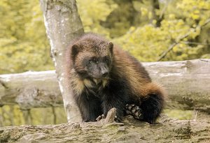 Wolverine: Endangered Species | Canadian Geographic