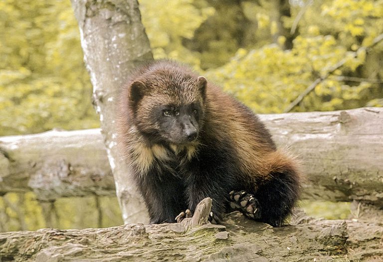 Wolverine habitat suffering from climate change, judge rules | Canadian ...