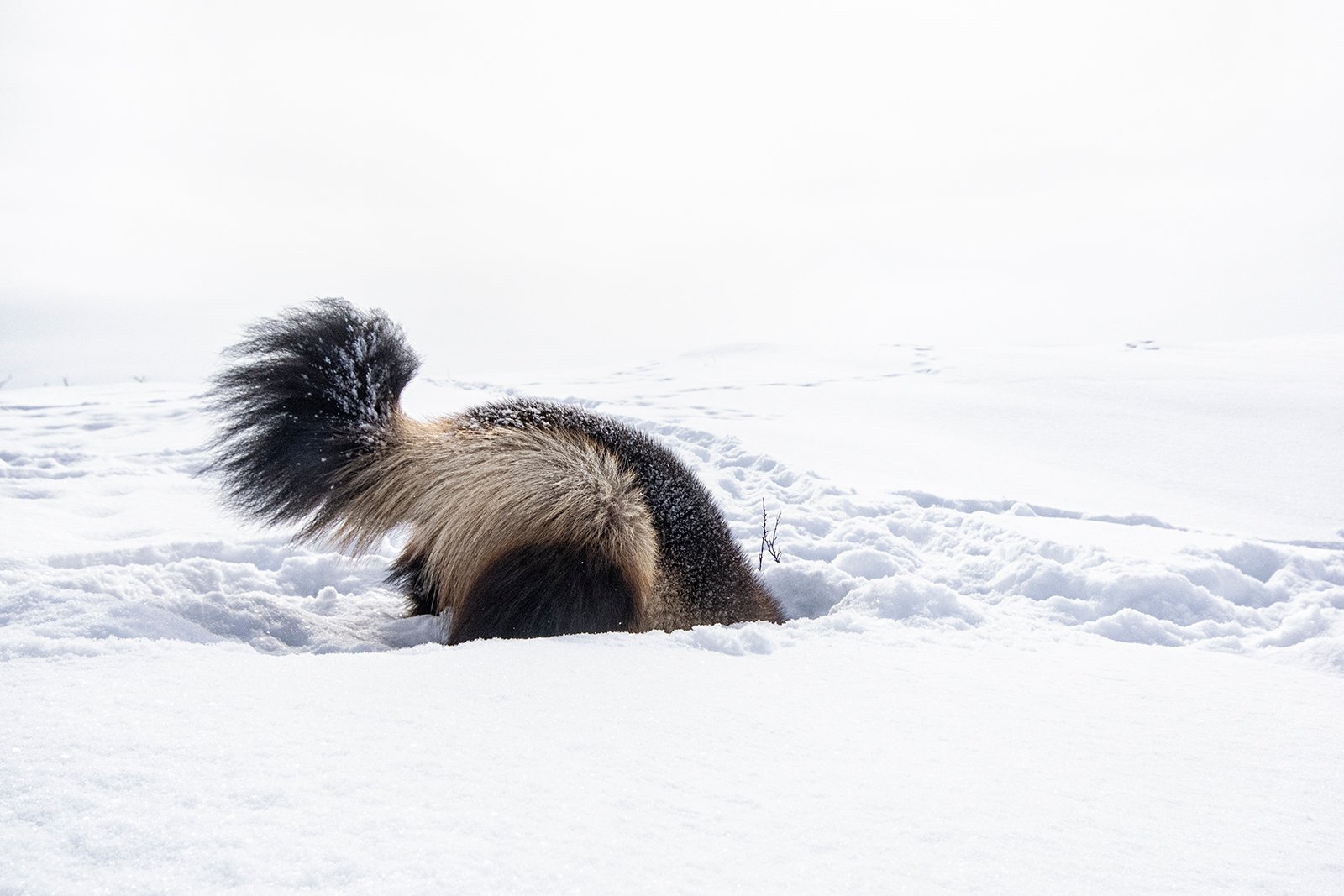 Photos: Wolverine life | Canadian Geographic
