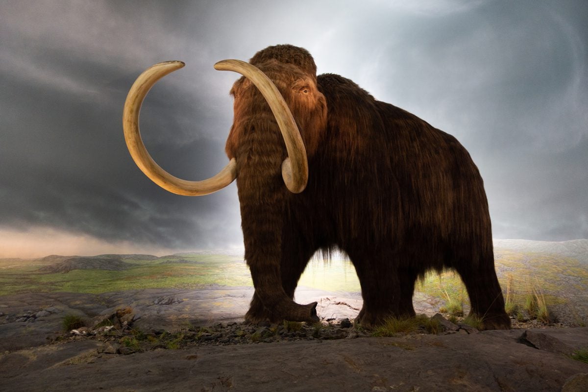 Wildlife Wednesday: Can the woolly mammoth be brought back from ...