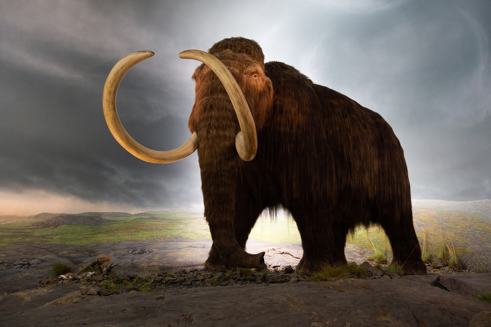Wildlife Wednesday: Can the woolly mammoth be brought back from ...