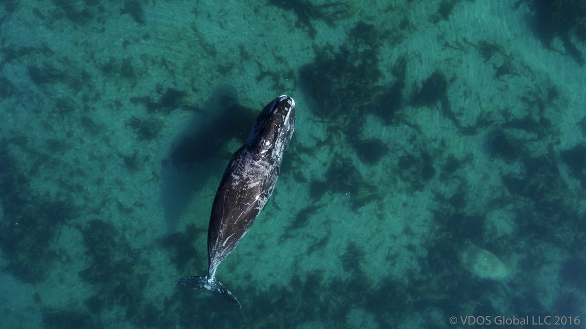 New research offers insight into the skin care routine of bowhead ...