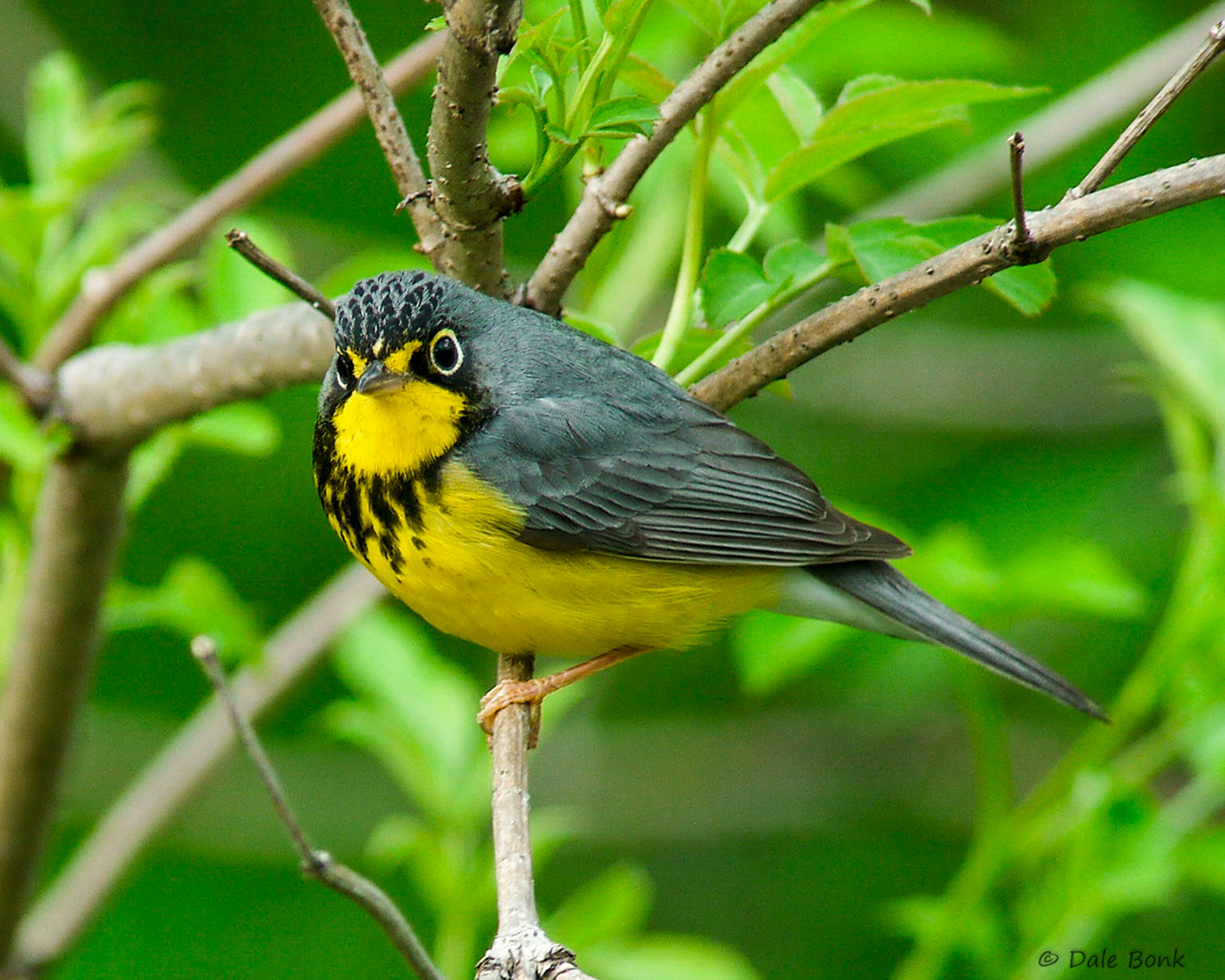 Vanishing birdsong: How climate change is altering Canada’s soundscape ...