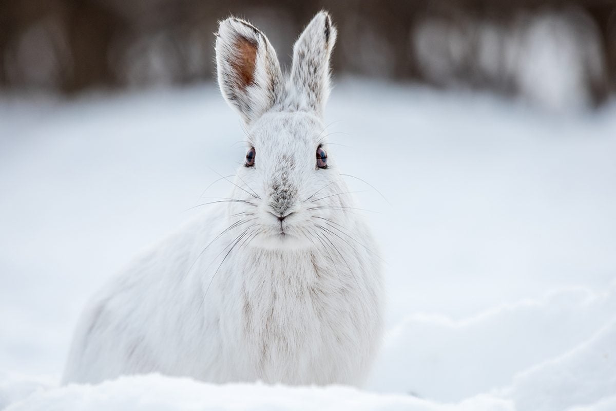 Wildlife Wednesday: hardy hares, symbolic bears and a “Bigg” whale find ...