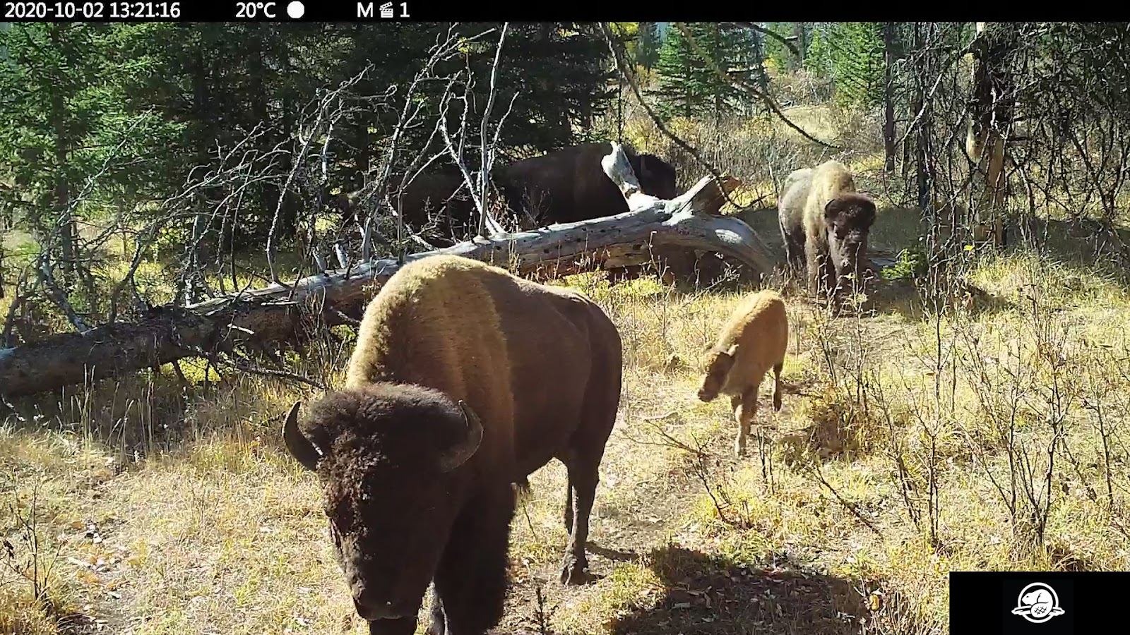 Wildlife Wednesday: bison babies, a sled dog’s dinner and saving “the ...