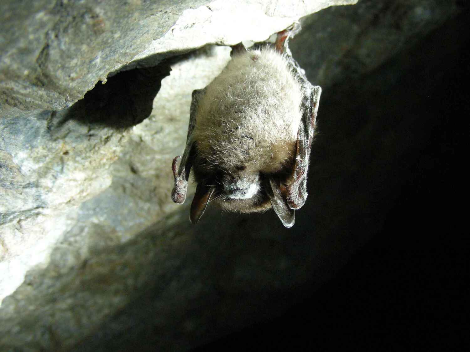 Wildlife Wednesday: arty badgers, bespoke batcaves and a fantastic ...