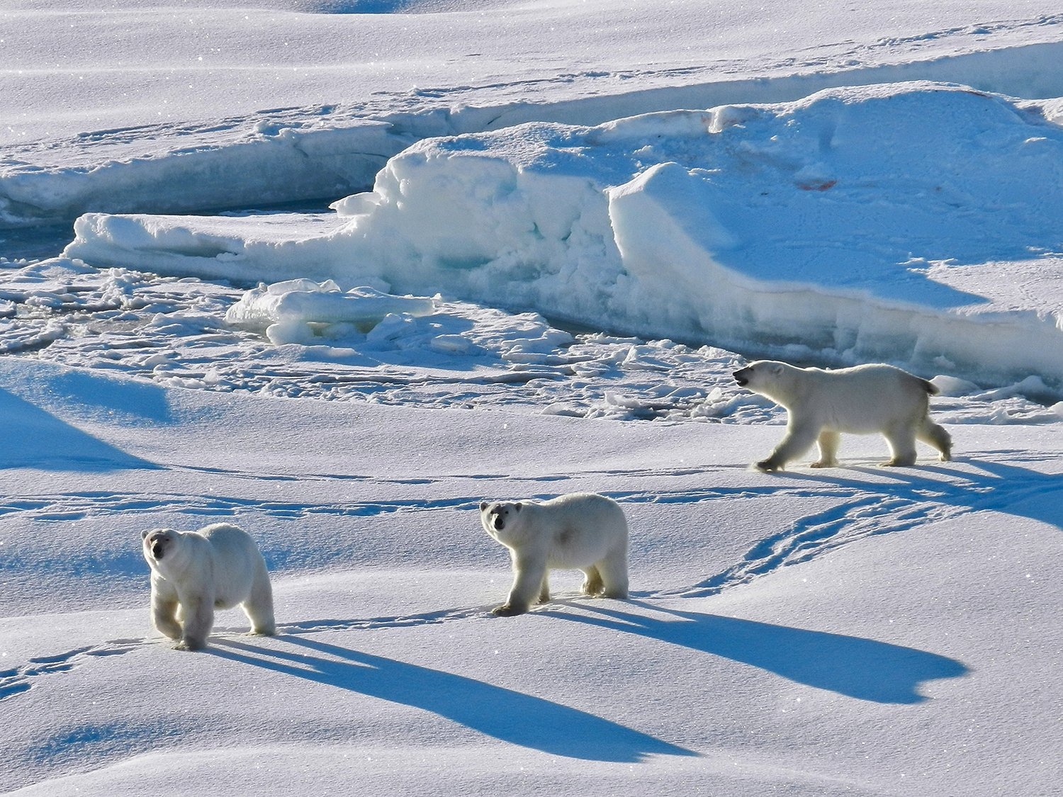 Sinking or swimming? The challenges of polar bear research in a ...