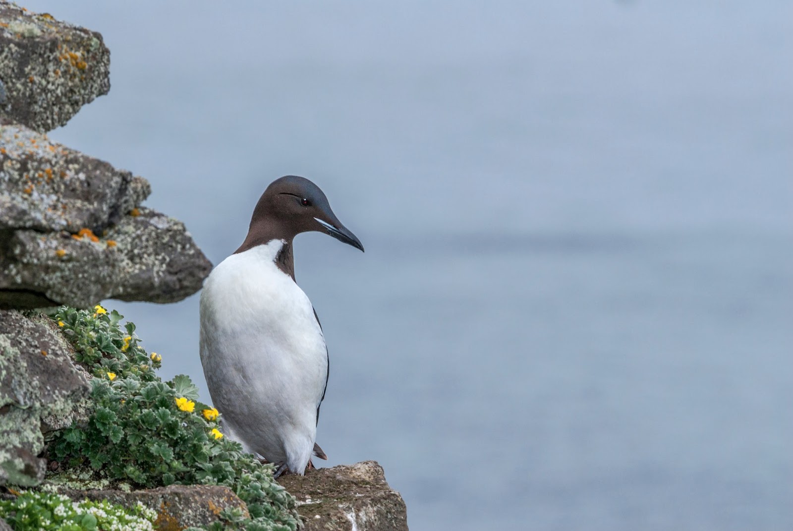 Wildlife Wednesday: bison babies, a sled dog’s dinner and saving “the ...