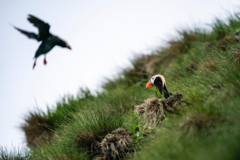 Remote paradise: The wonder of B.C.’s Triangle Island | Canadian Geographic