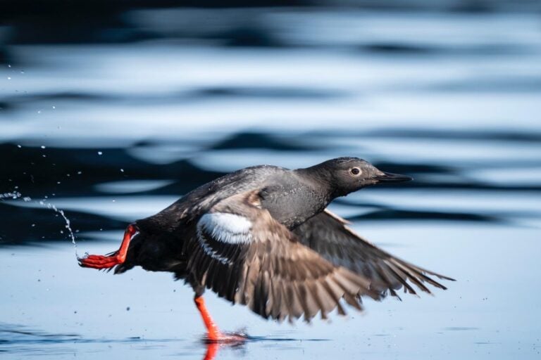 Remote paradise: The wonder of B.C.’s Triangle Island | Canadian Geographic