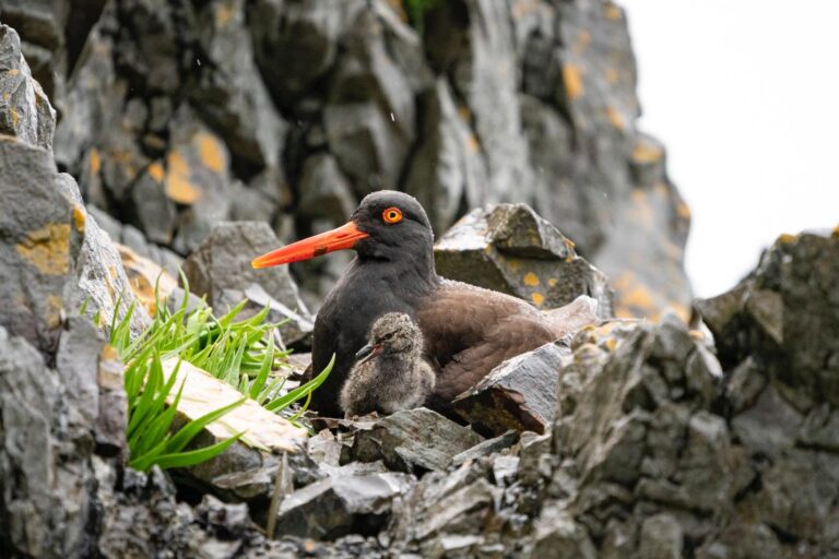Remote paradise: The wonder of B.C.’s Triangle Island | Canadian Geographic