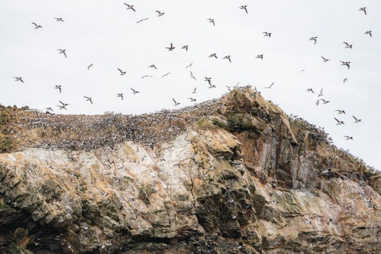 Remote paradise: The wonder of B.C.’s Triangle Island | Canadian Geographic