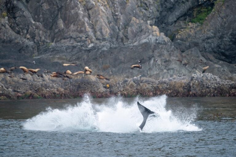 Remote paradise: The wonder of B.C.’s Triangle Island | Canadian Geographic