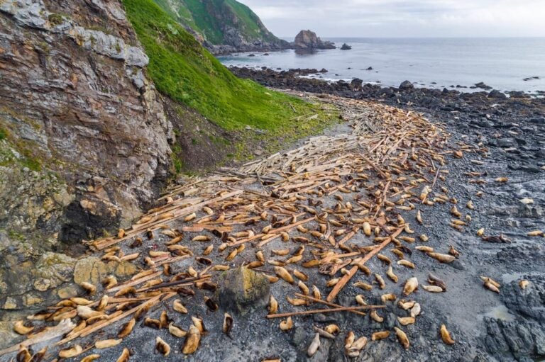 Remote paradise: The wonder of B.C.’s Triangle Island | Canadian Geographic