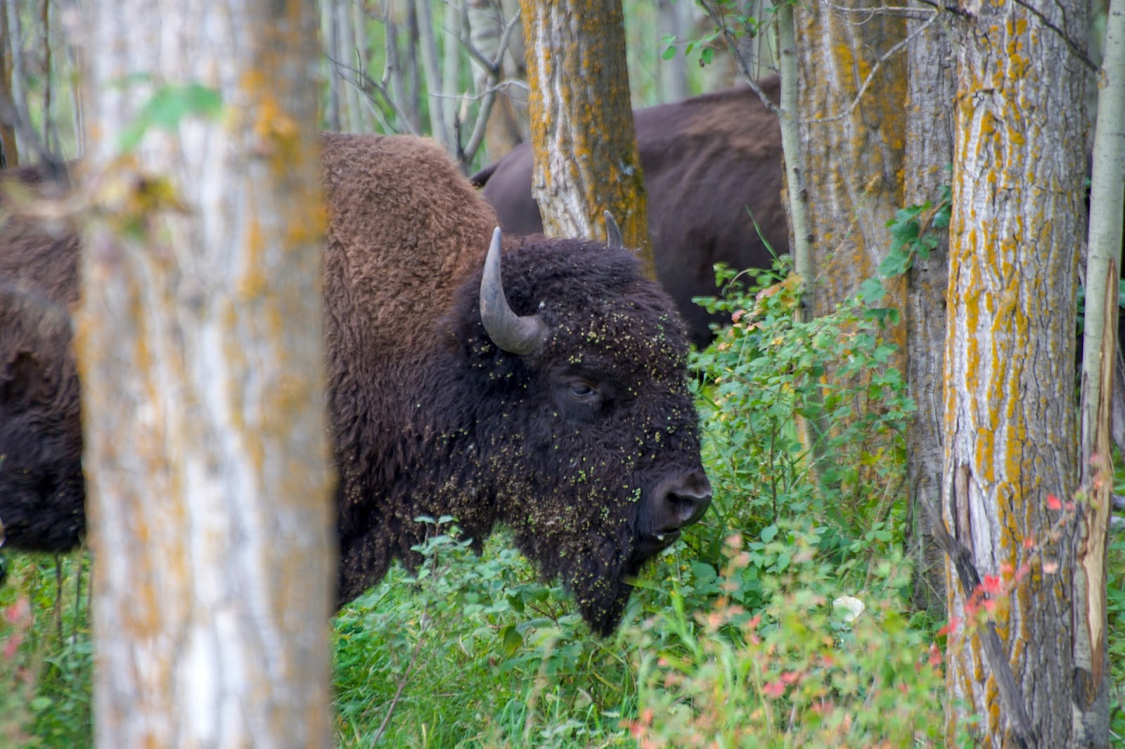 Is this the year we see a baby narluga? | Canadian Geographic