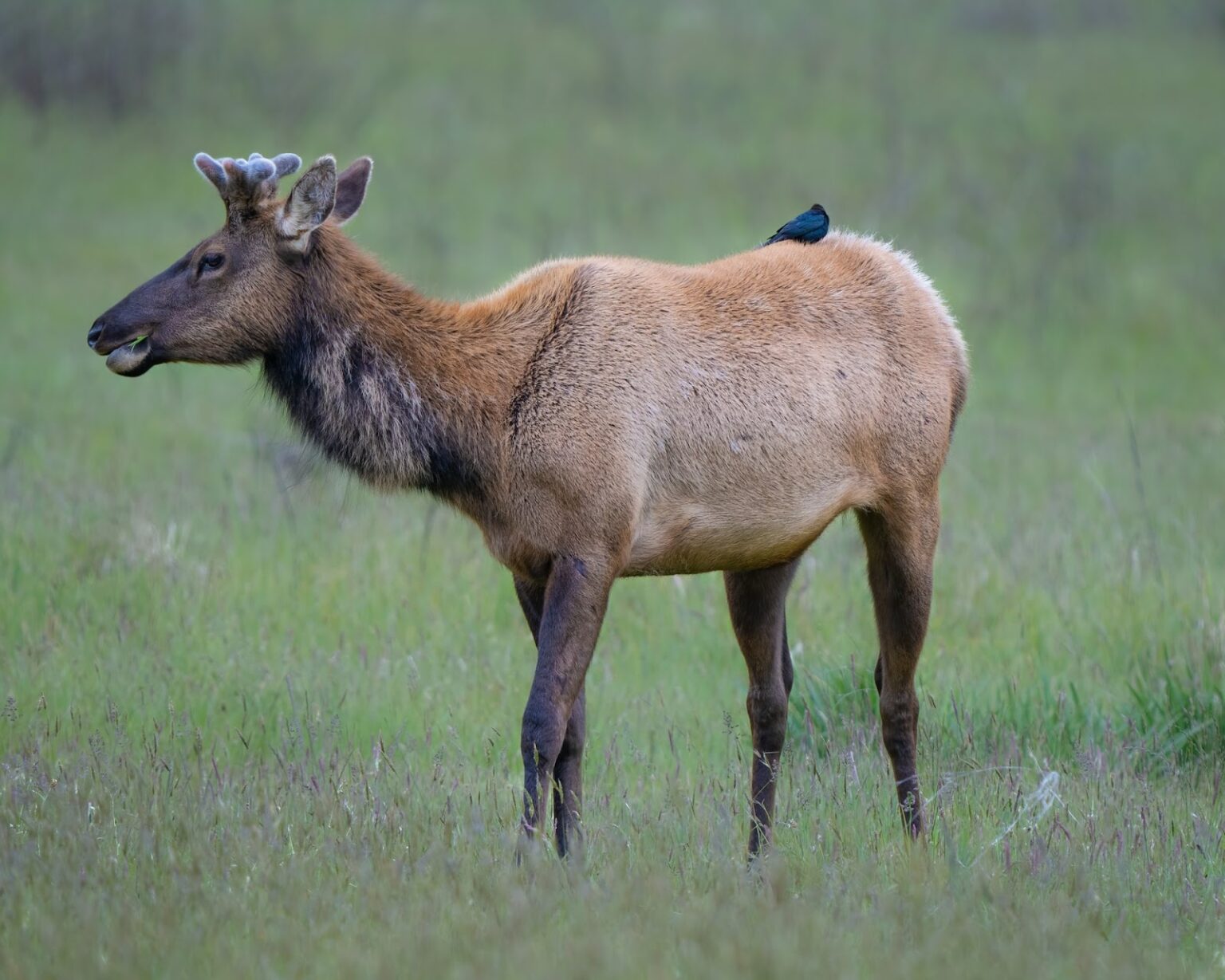 Is this the year we see a baby narluga? | Canadian Geographic