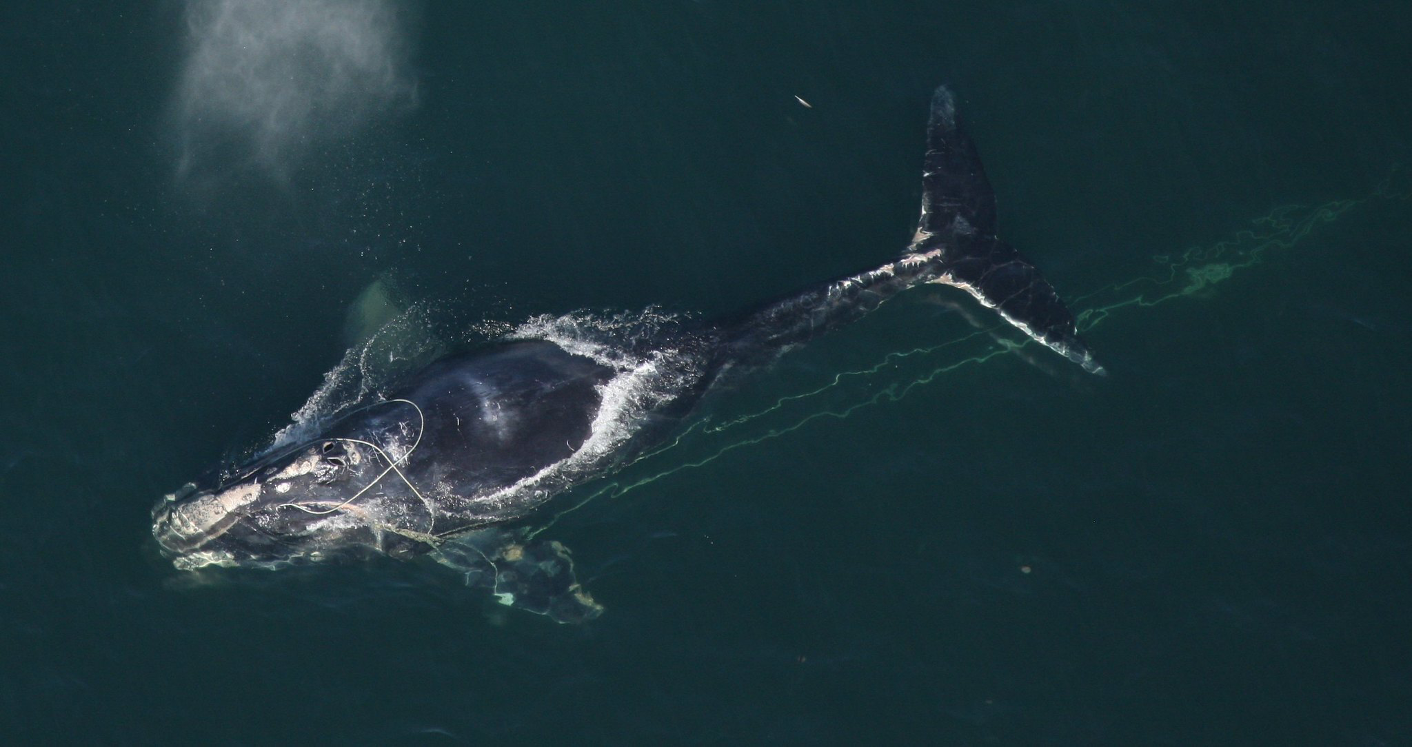 Whales in the news! Are icebreakers ruining narwhals’ summer getaway ...