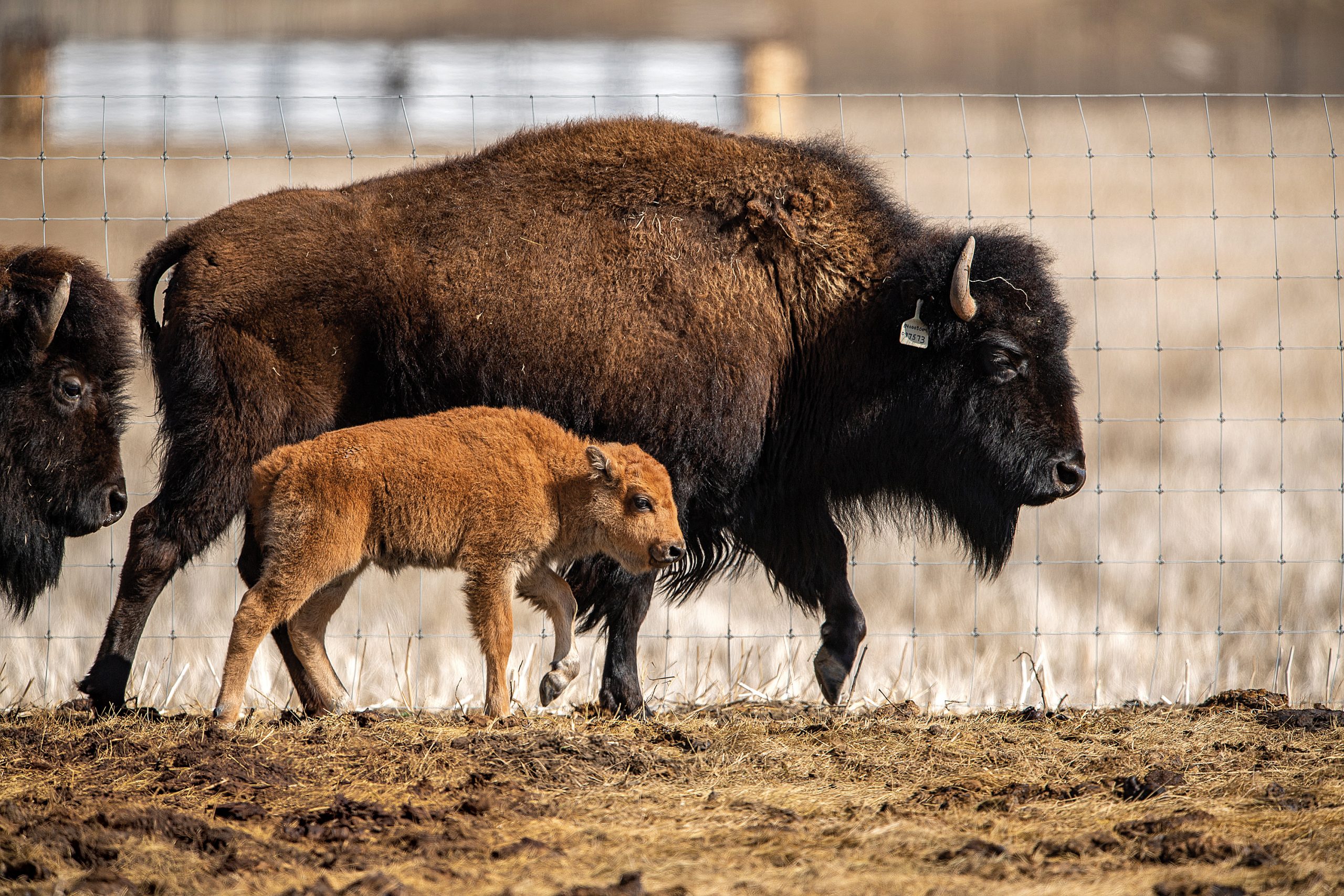 Bison uncover centuries-old petroglyphs at Saskatchewan’s Wanuskewin ...