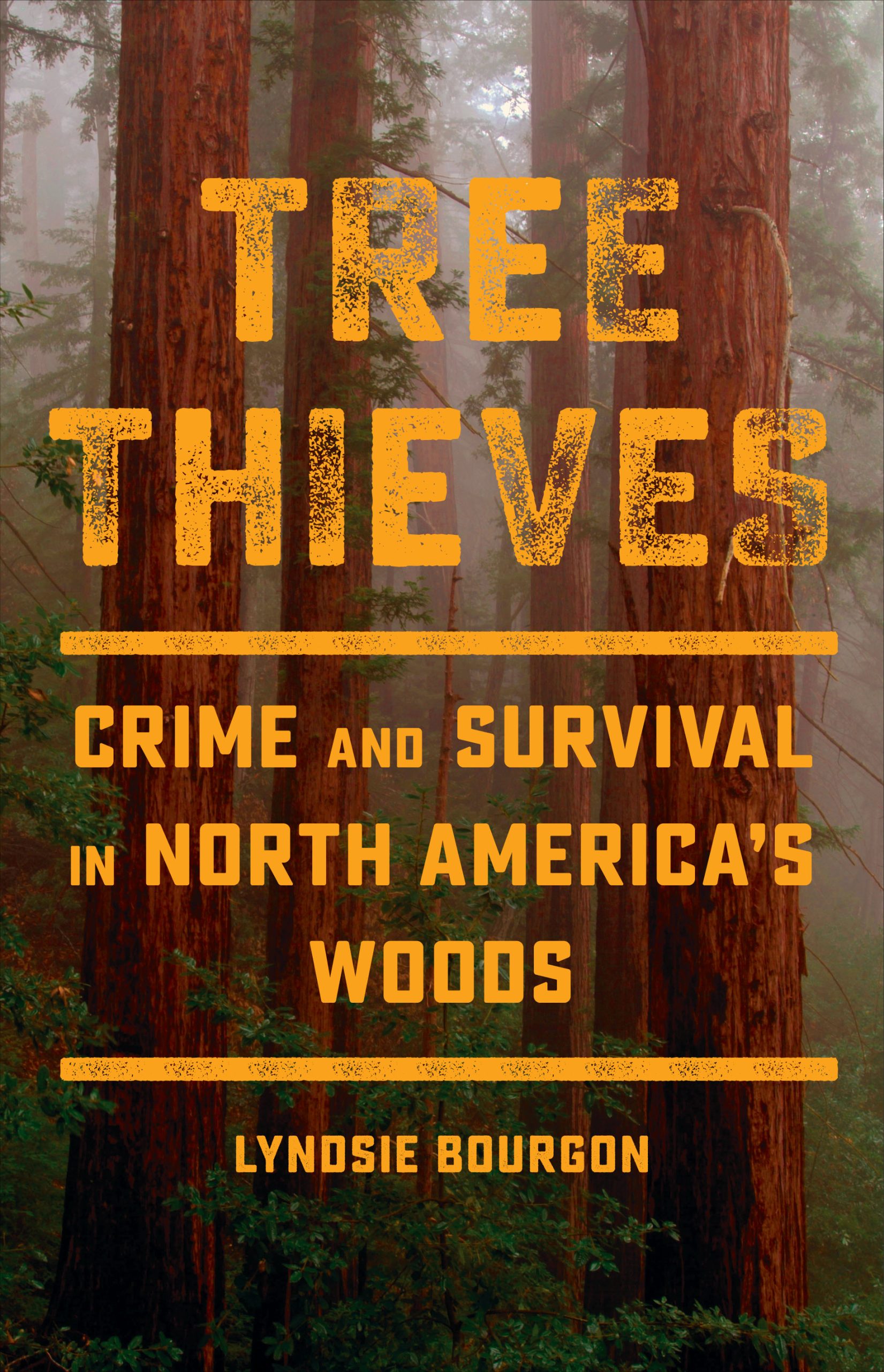 Timber poaching: The secretive crime decimating North America’s forests ...