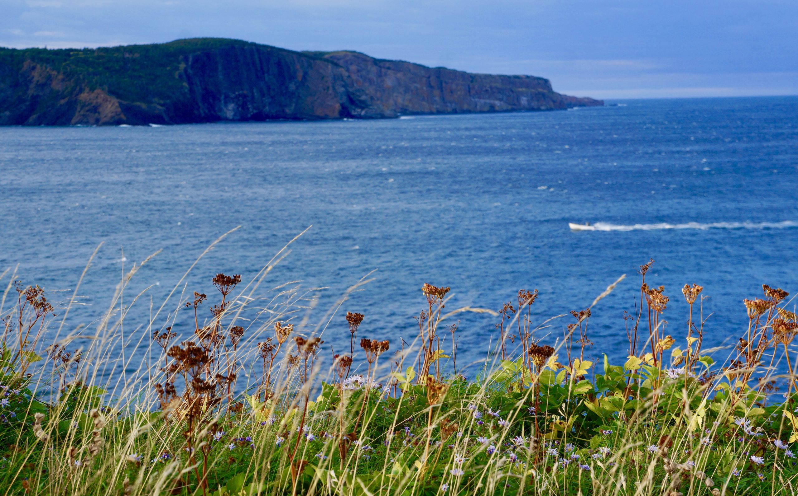 Profile in courage: The Canadian man who dove 12 metres into the sea to ...