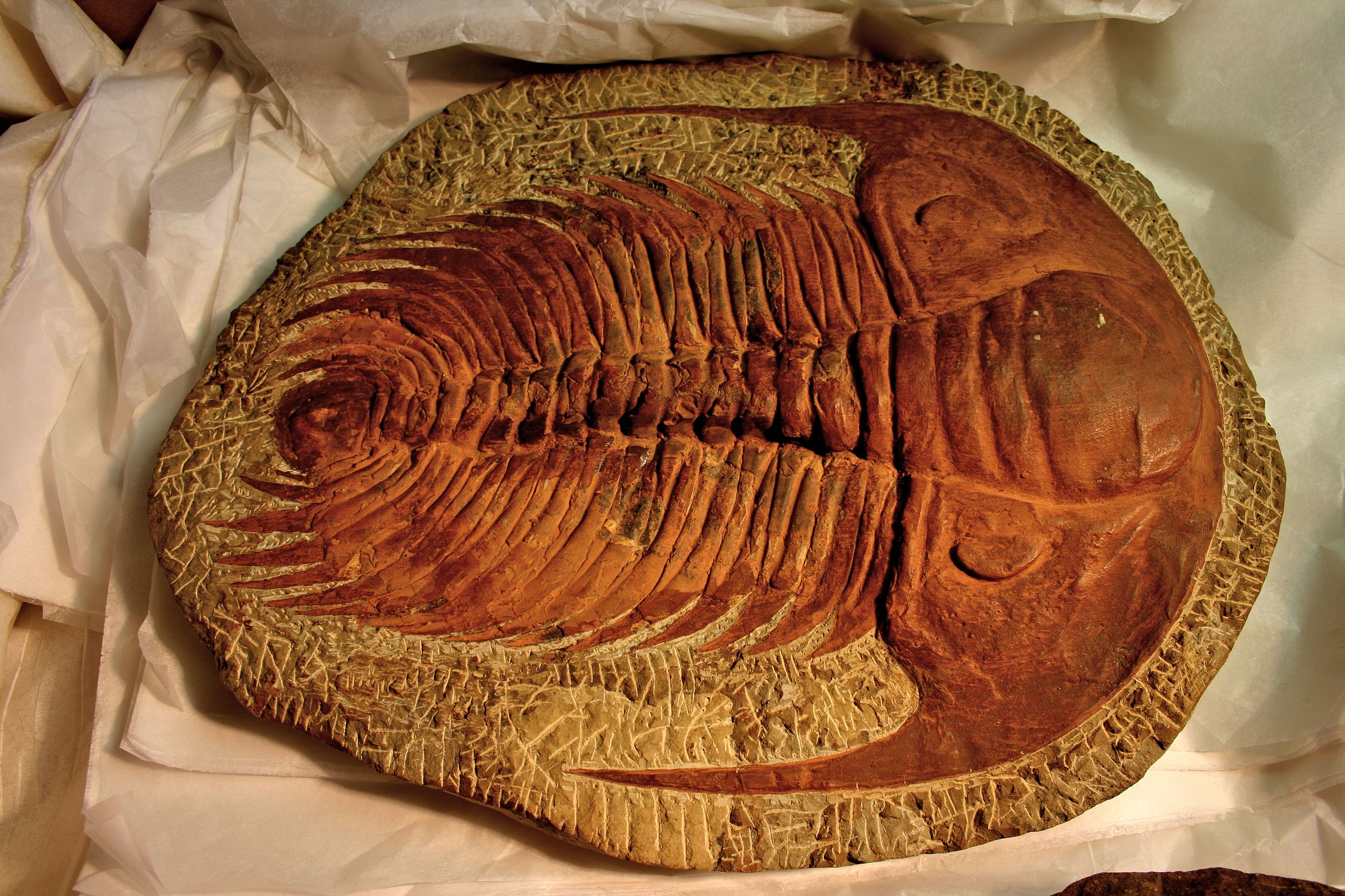 Wildlife Wednesday: Perfectly preserved baby mammoth found in the Yukon ...