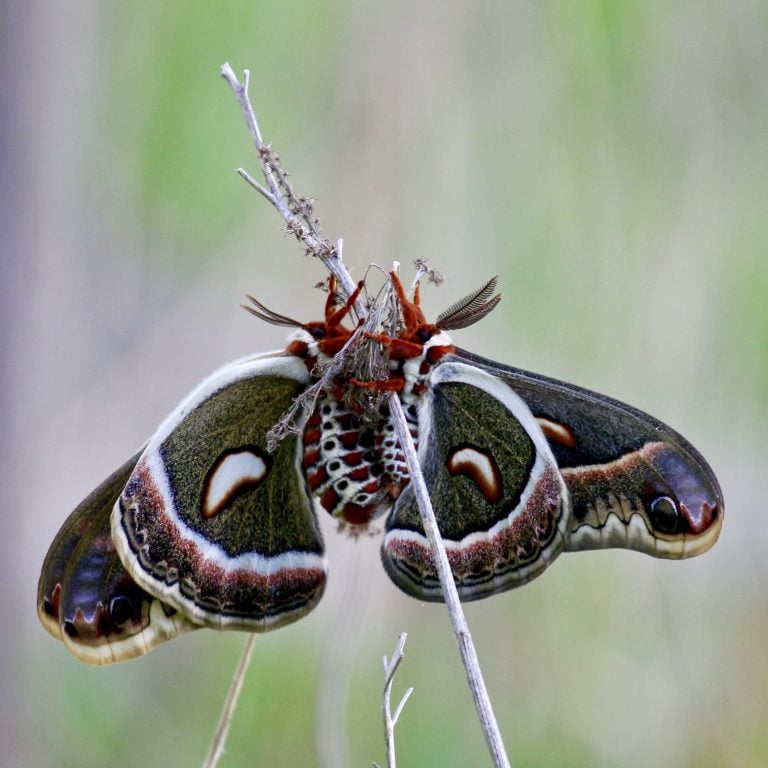 10 things you didn’t know about moths | Canadian Geographic